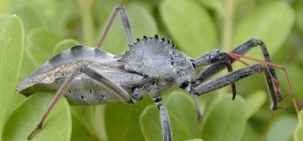 Nightmare Insects: The Terrifying 10